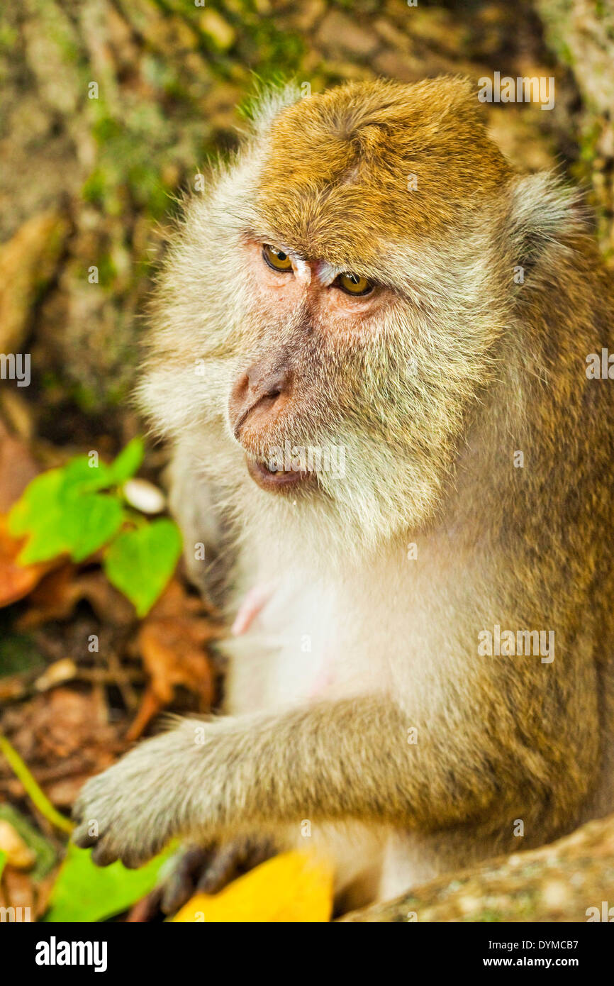 Java macaque monkey hi-res stock photography and images - Alamy