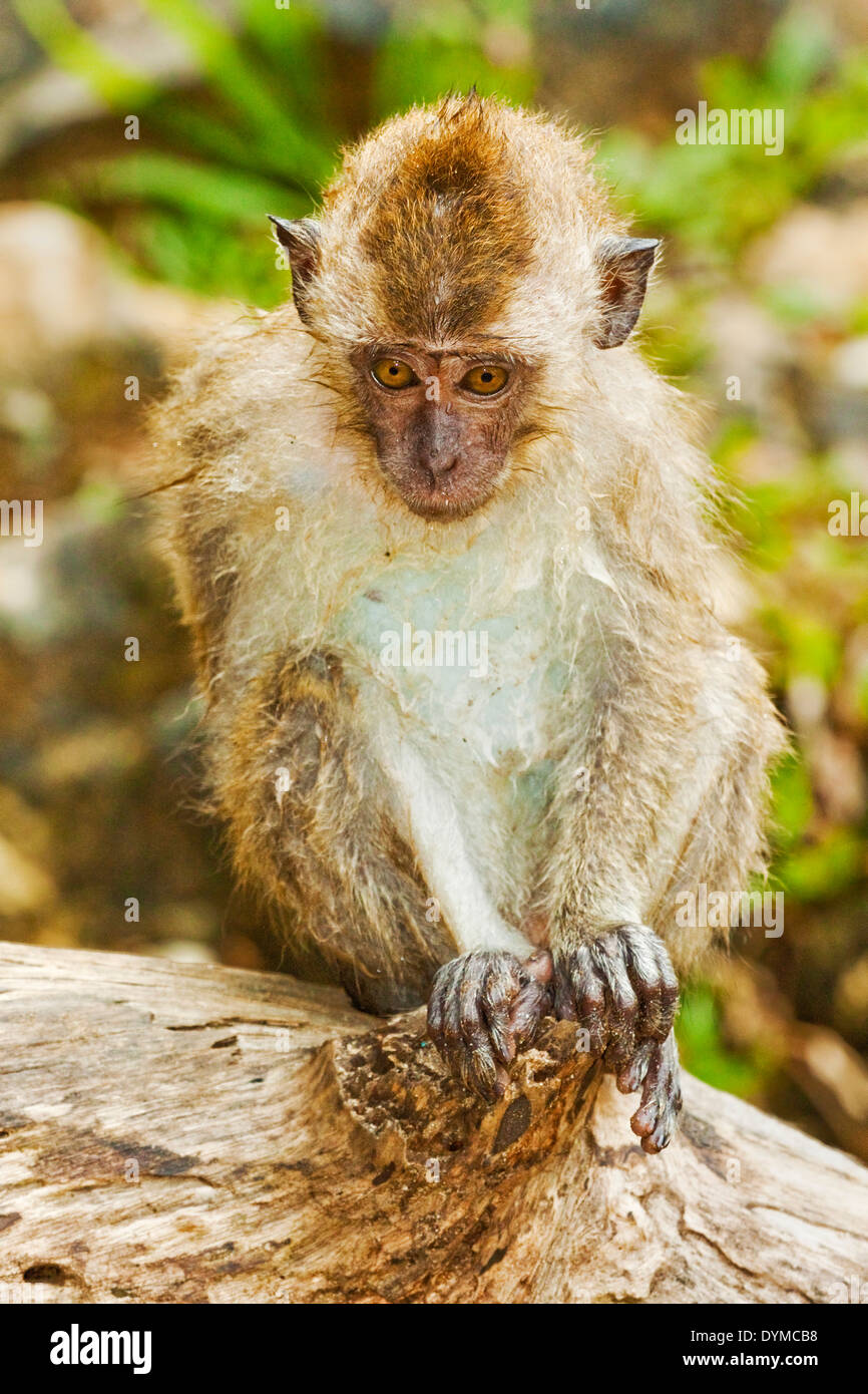 Young crab-eating or long-tailed macaque monkey, wet from dip in river ...