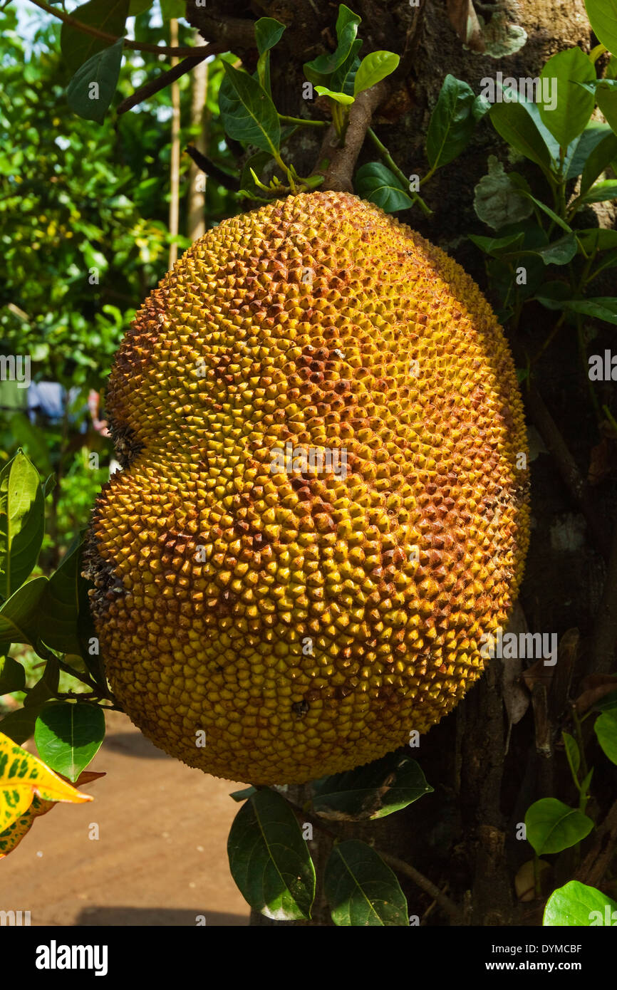 Jack Fruit, staple used in sweet & savoury dishes, on tree in rural ...