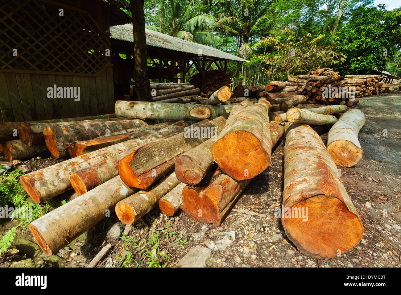 Sawn tree trunks at lumber yard in this rural district near Pangandaran ...
