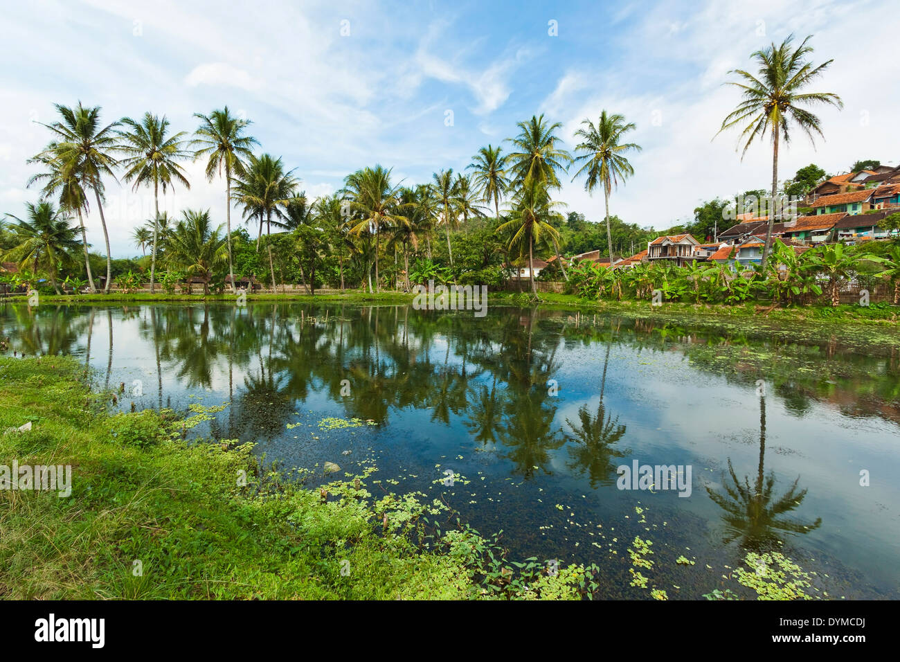 Palm trees & lake in this rural area near Kampung Pulo, Kecamatan Leles ...