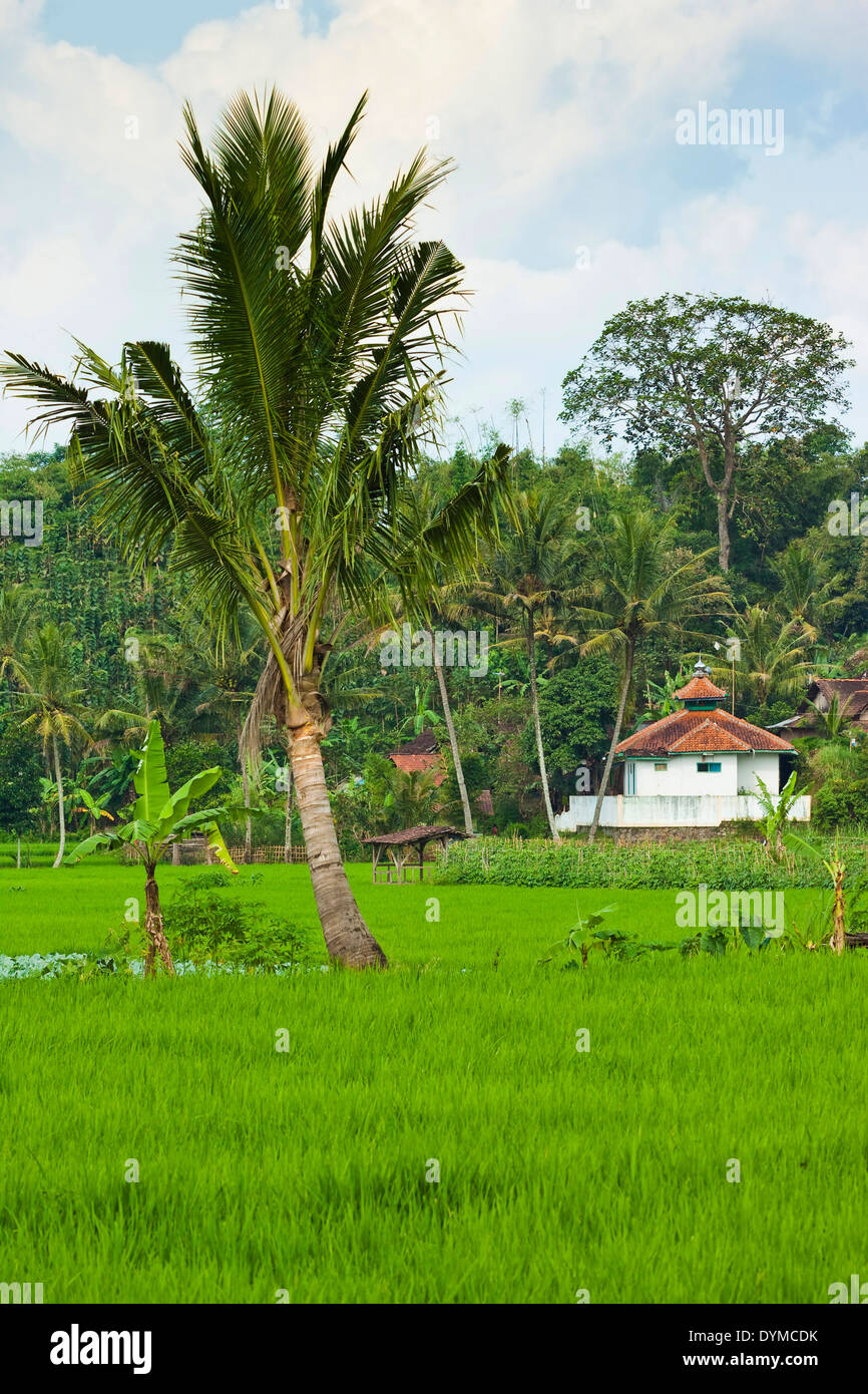Palm trees, rice paddies & temple in this rural area near Kampung Pulo ...