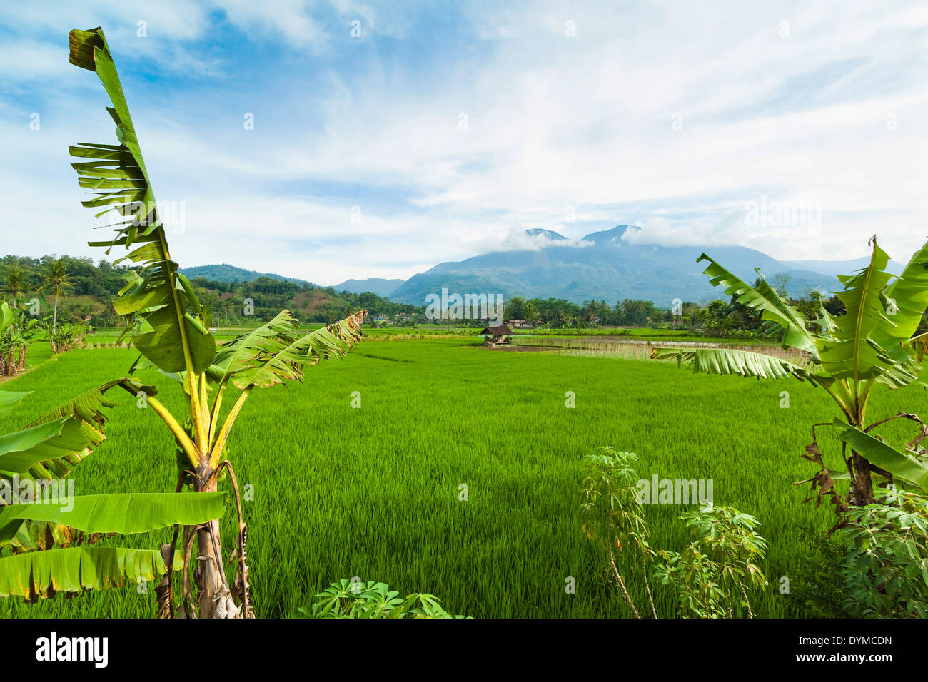 Papandayan Volcano & rice paddy fields in this rural area near Kampung ...