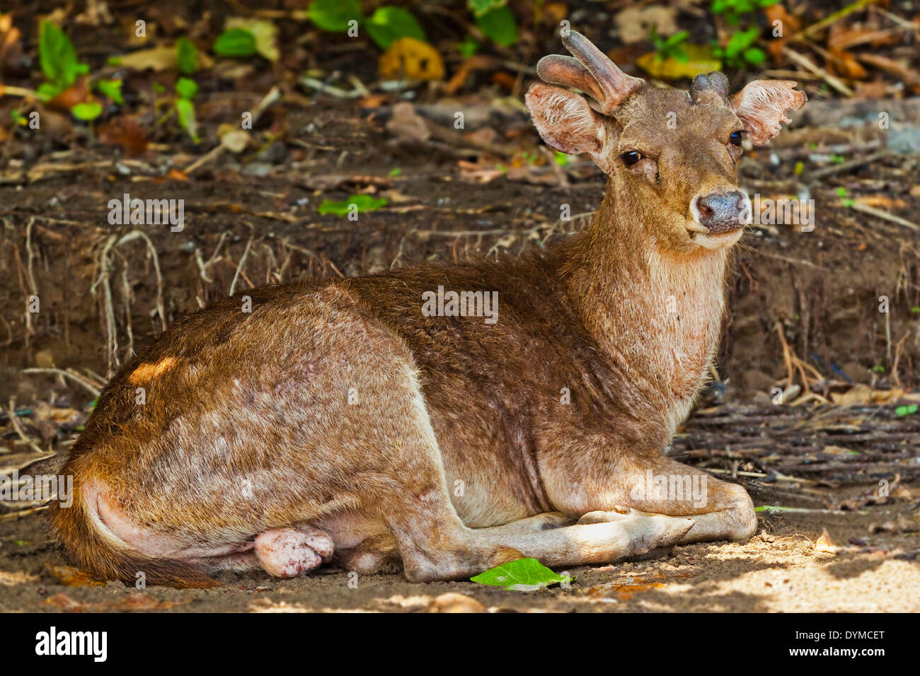 Male Javan rusa deer (Rusa timorensis) in the national park at this ...