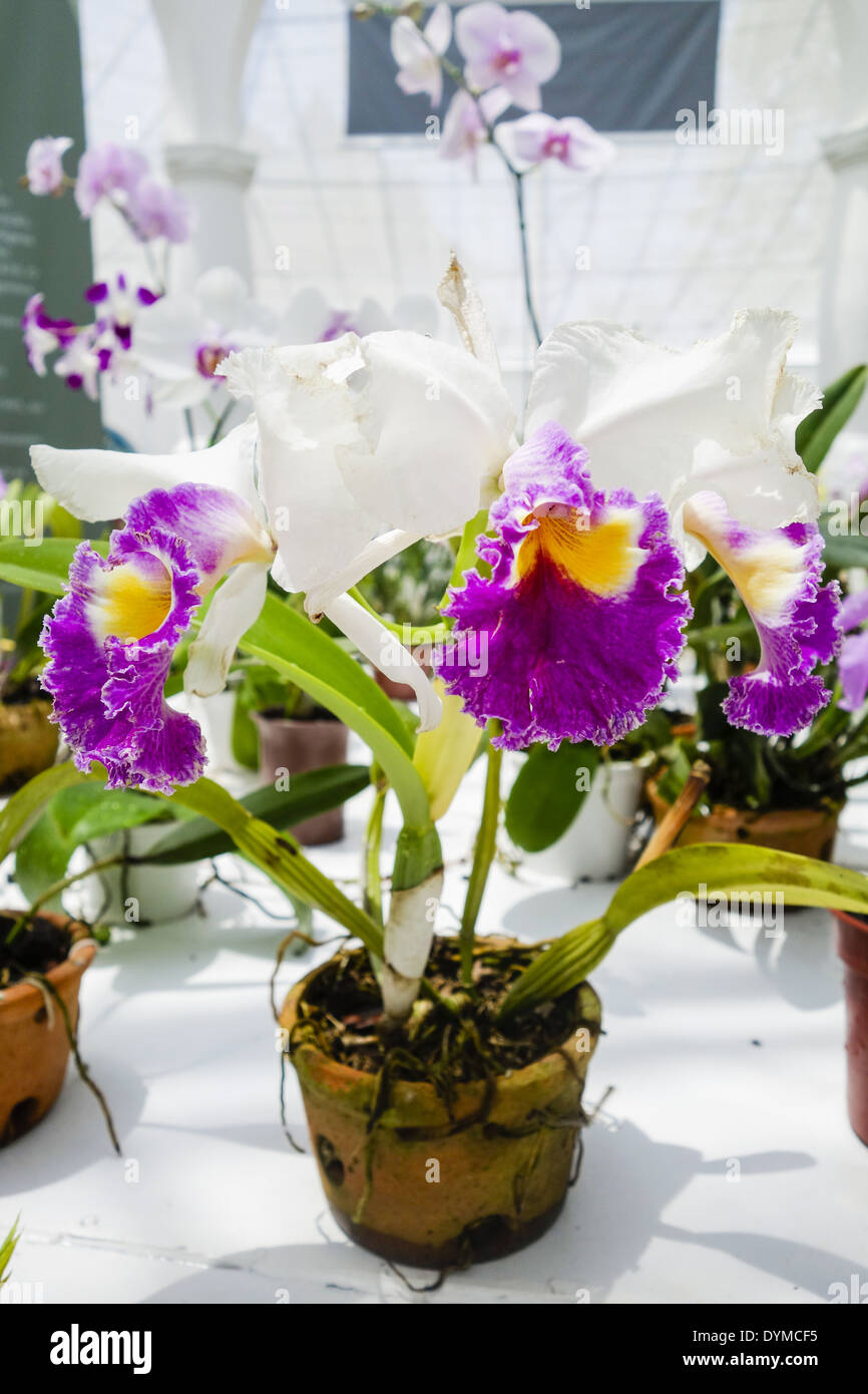 Rio de Janeiro, botanical garden, Jardim Botanico, Orchideario, Orchid ...