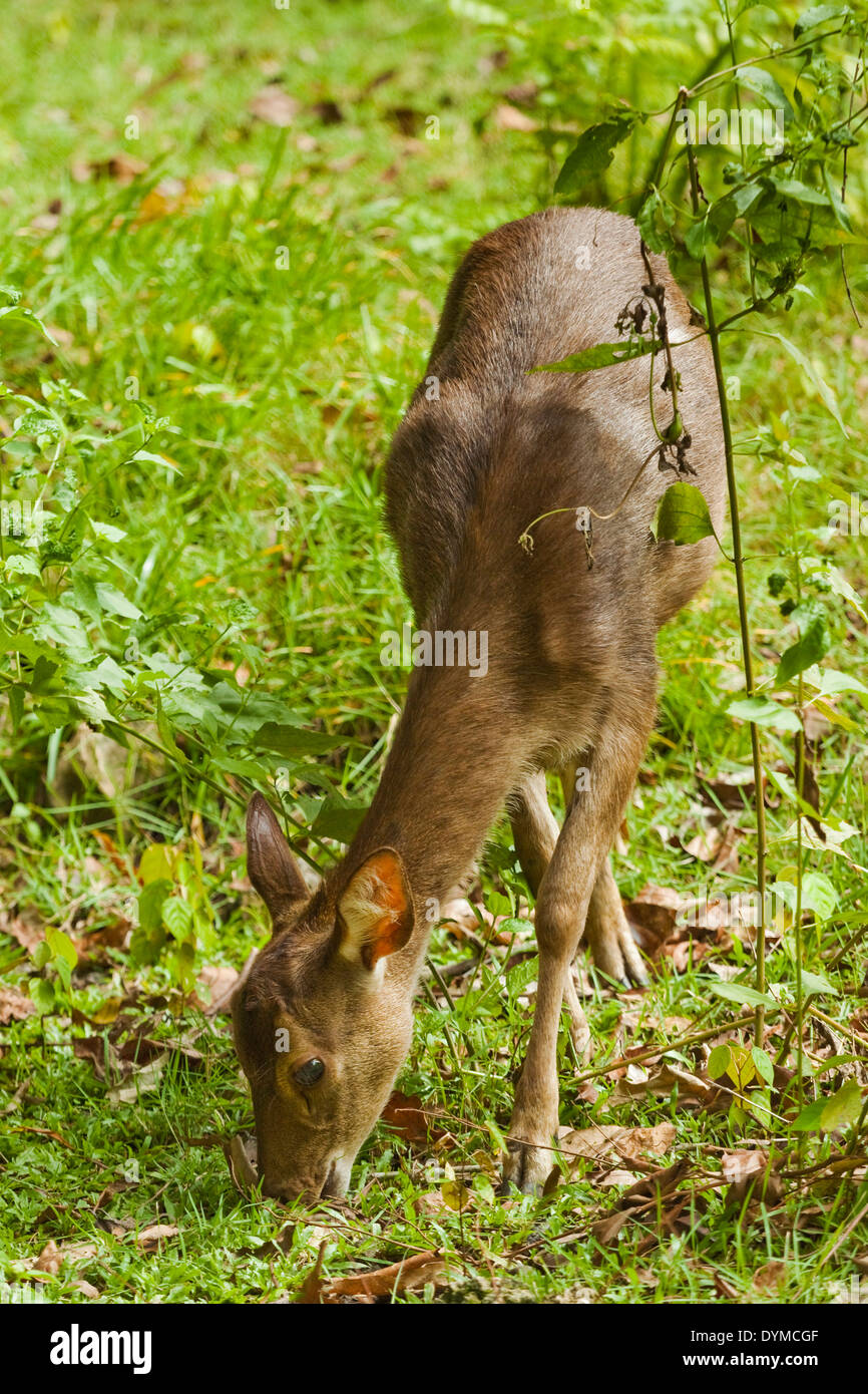 Javan rusa deer (Rusa timorensis) in the national park at this popular ...