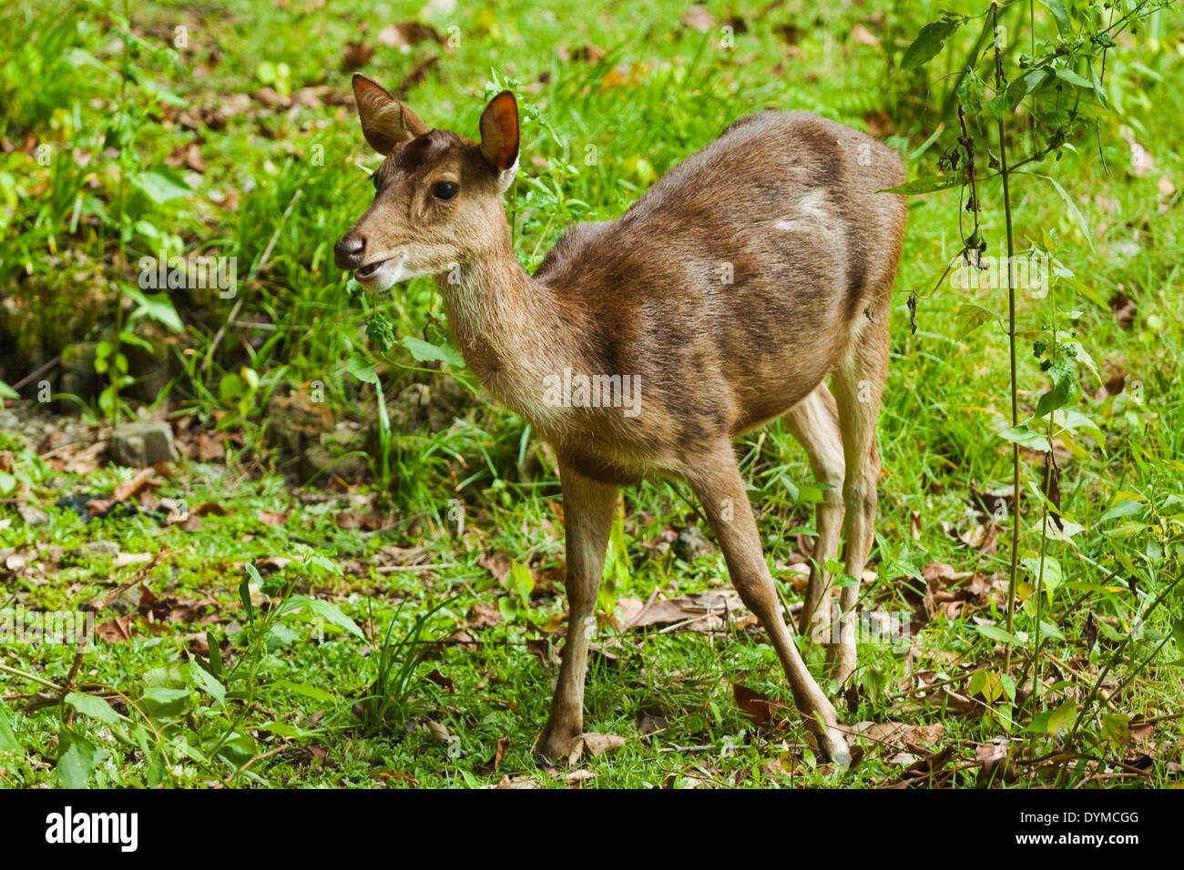 Javan rusa deer (Rusa timorensis) in the national park at this popular ...