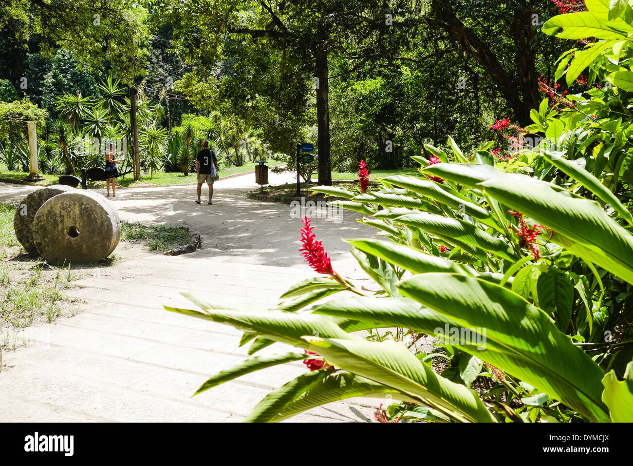 Rio de Janeiro, botanical garden, Jardim Botanico, Brazil Stock Photo ...