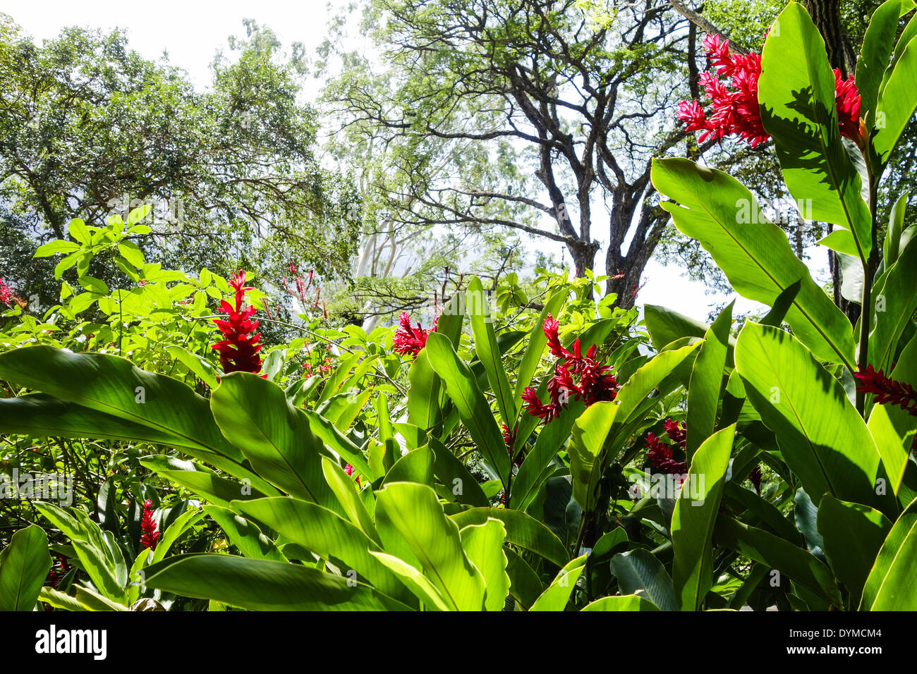 Rio de Janeiro, botanical garden, Jardim Botanico, Brazil Stock Photo ...