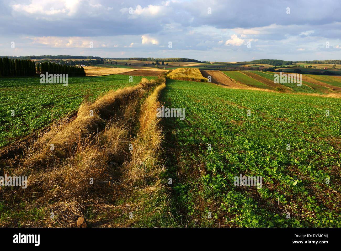 Scenic corn fields hi-res stock photography and images - Alamy