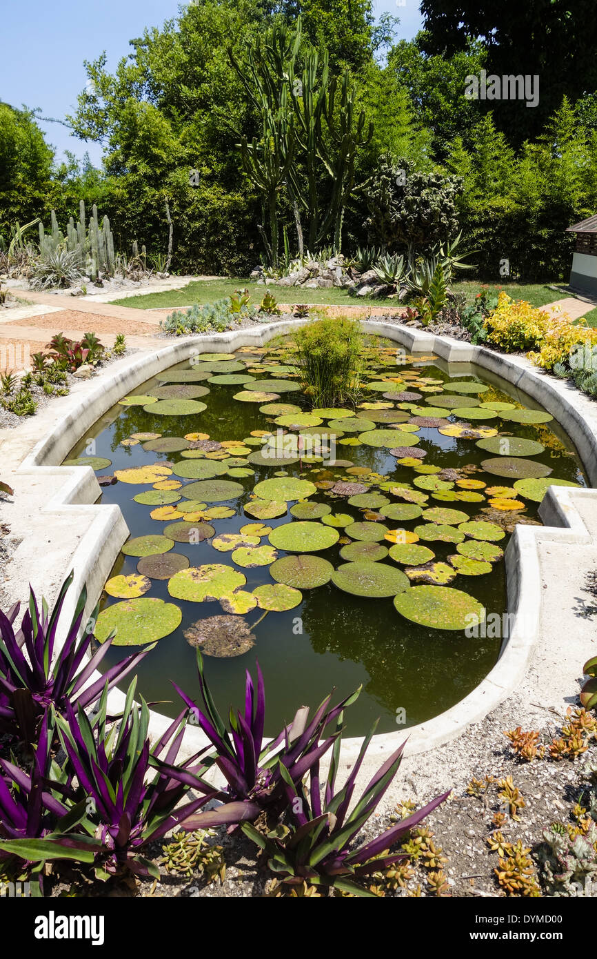 Rio de Janeiro, botanical garden, Jardim Botanico, Brazil Stock Photo ...
