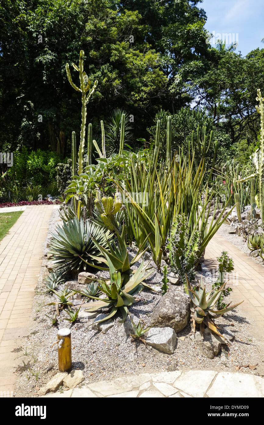 Rio de Janeiro, botanical garden, Jardim Botanico, Brazil Stock Photo ...