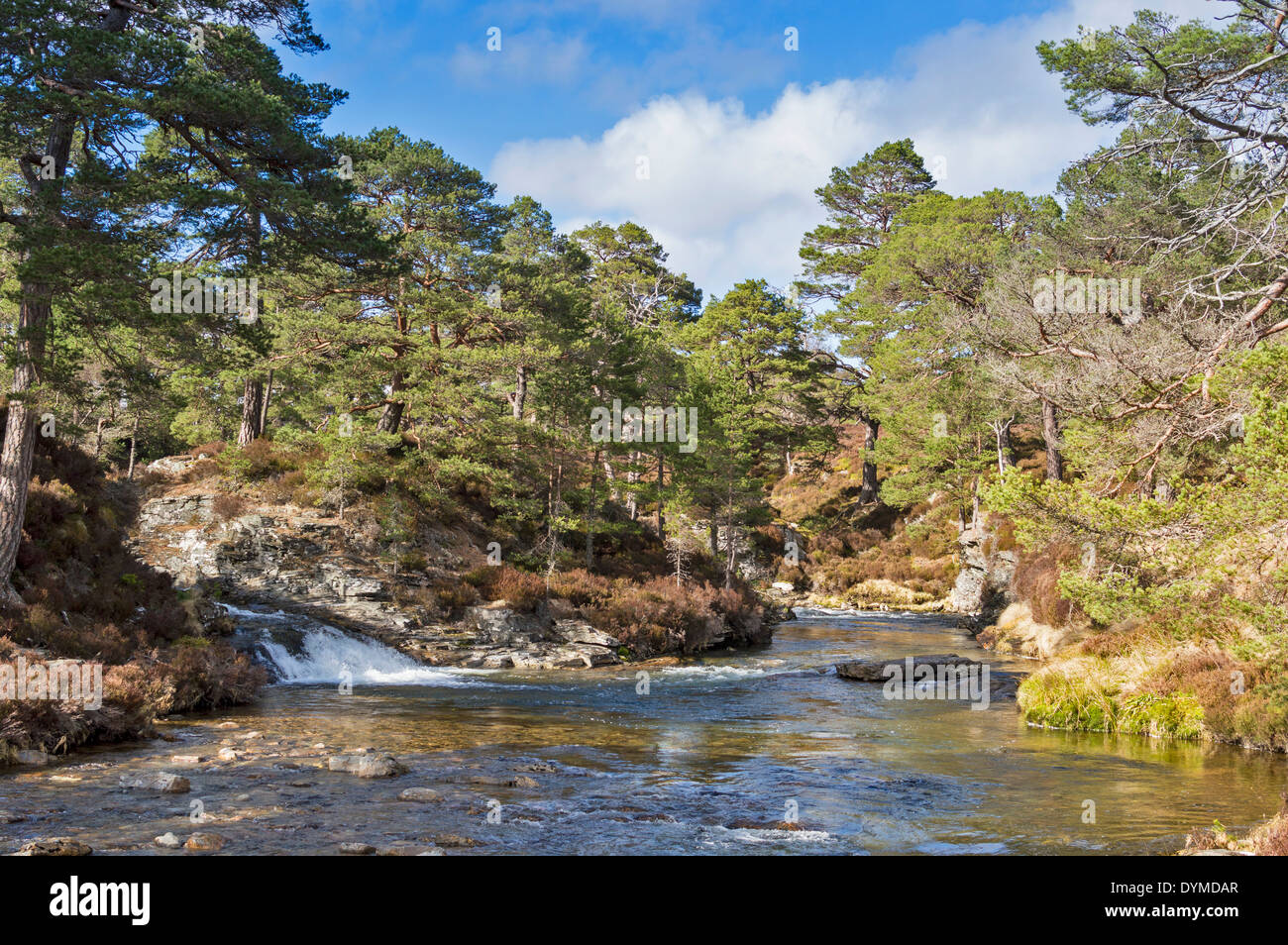 EARLY SPRING THE RIVER LUI SURROUNDED BY CALEDONIAN PINES ABERDEENSHIRE ...