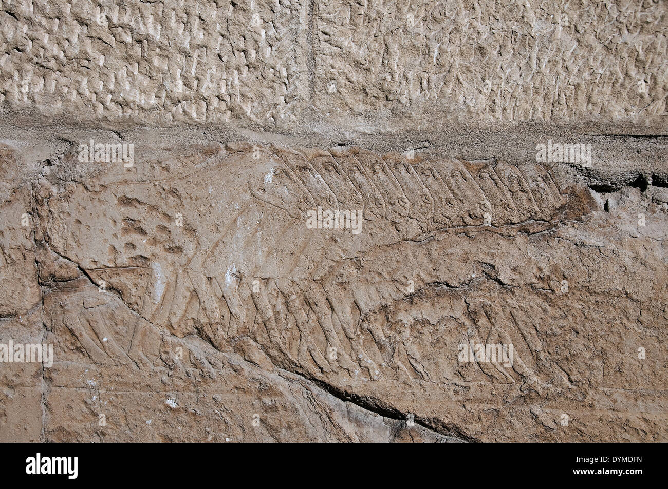 Donkeys carved in a tomb near the Great Pyramid at El Giza, Cairo Stock ...