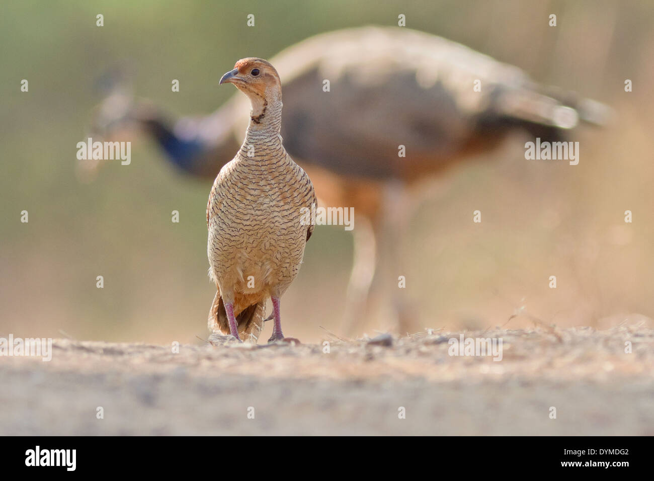 Indian partridge hi-res stock photography and images - Alamy