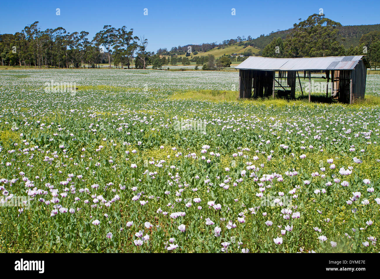 Roland Park Field High Resolution Stock Photography and Images - Alamy