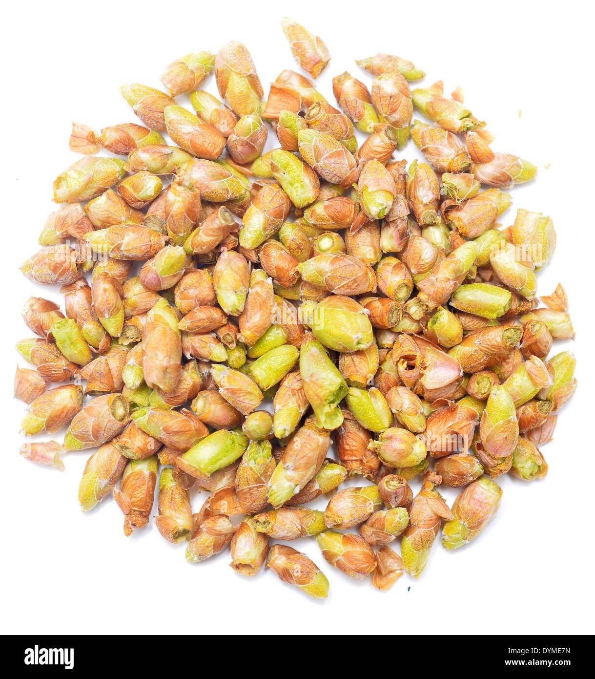 black currant buds isolated on white background Stock Photo - Alamy