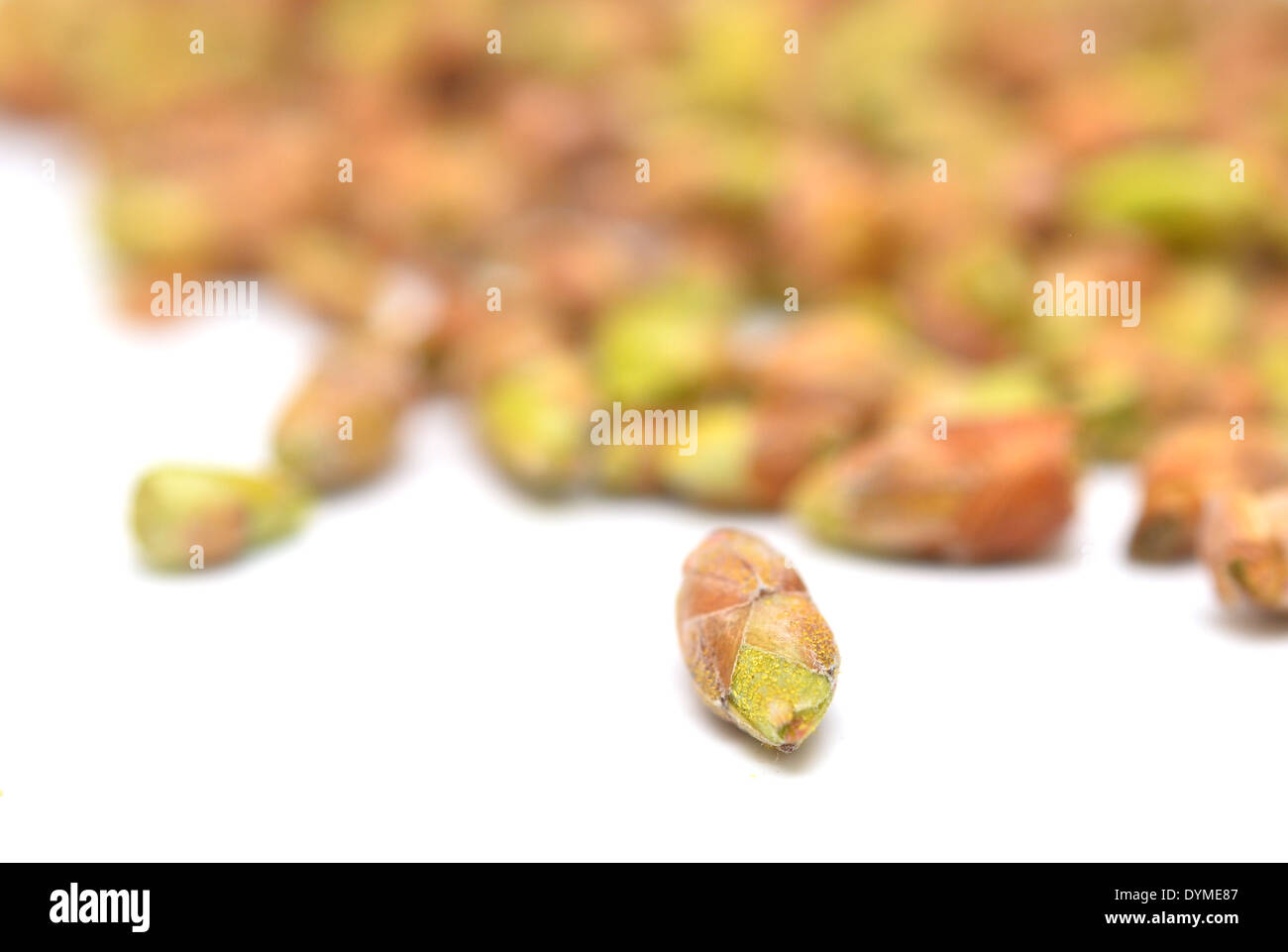 black currant buds isolated on white background Stock Photo - Alamy