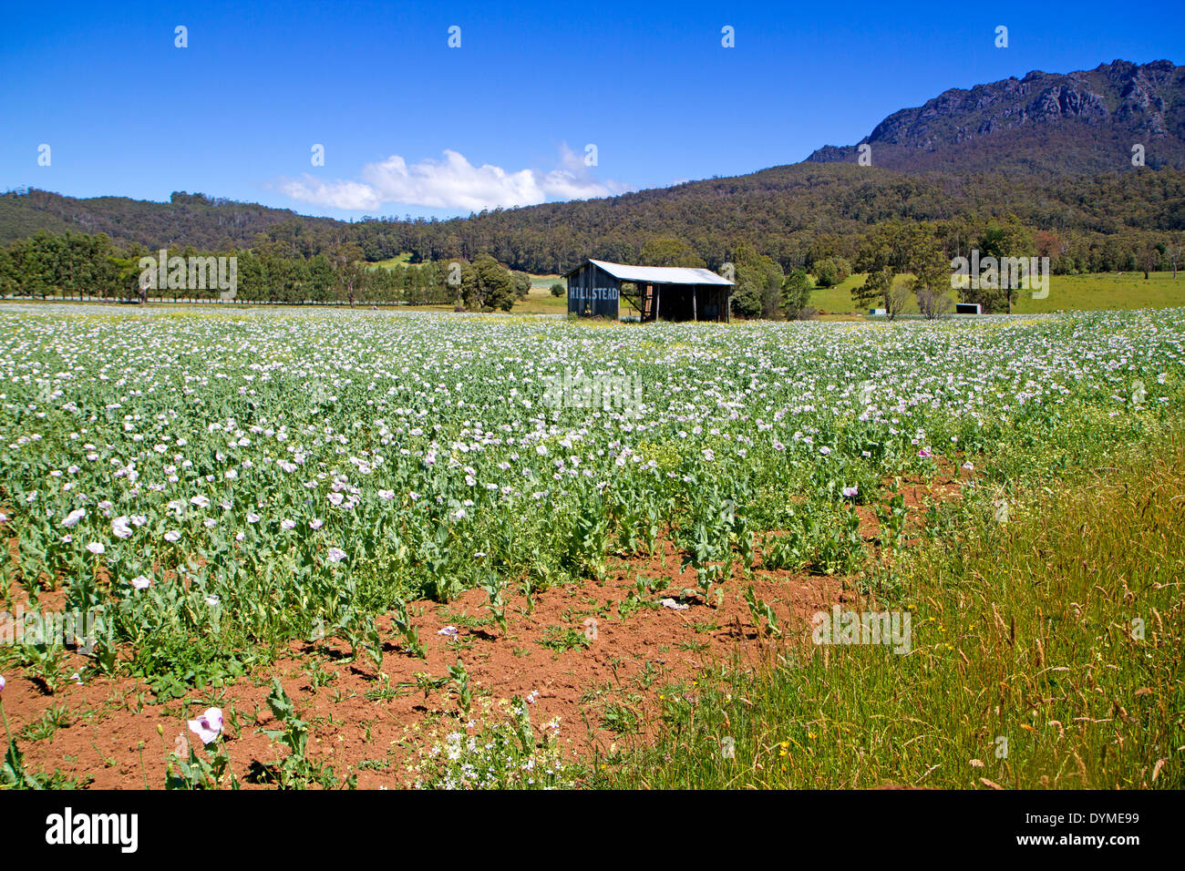 Poppy tasmania hi-res stock photography and images - Alamy