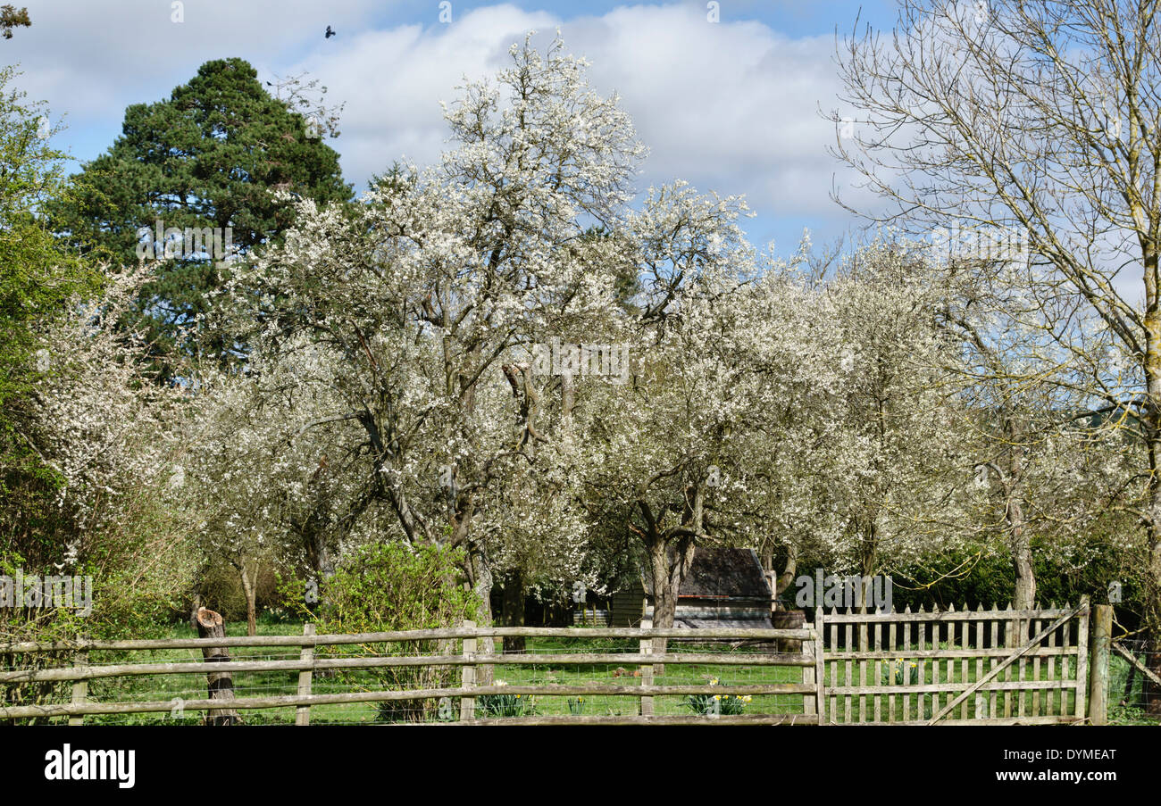Old plum tree hi-res stock photography and images - Alamy