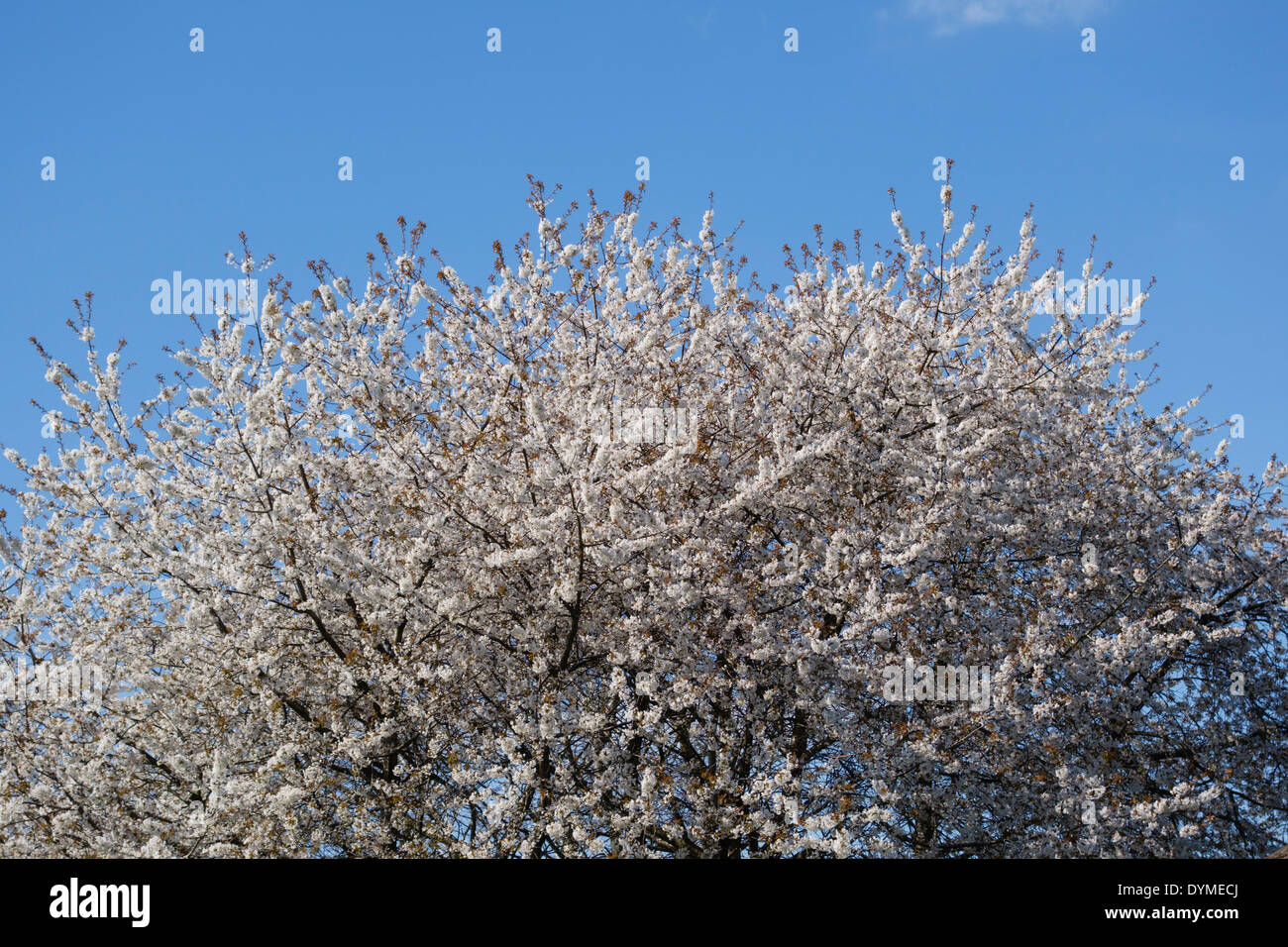 A cherry tree in full bloom in spring. This is prunus avium, also ...