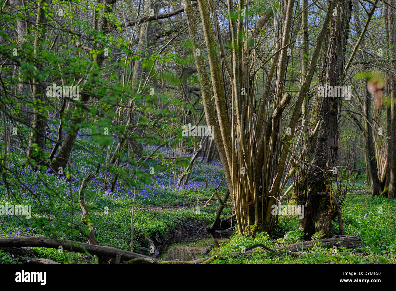 Guestling wood hi-res stock photography and images - Alamy