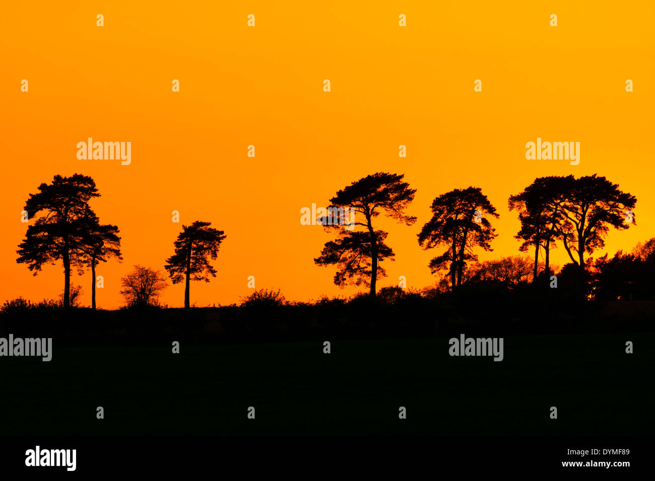 Silhouette scots pine trees sunset hi-res stock photography and images ...