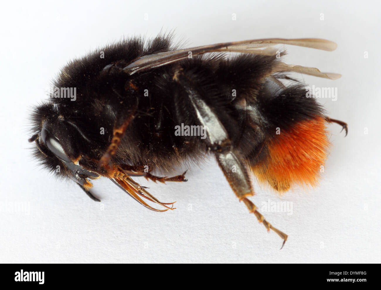 Large garden bumble bee hi-res stock photography and images - Alamy