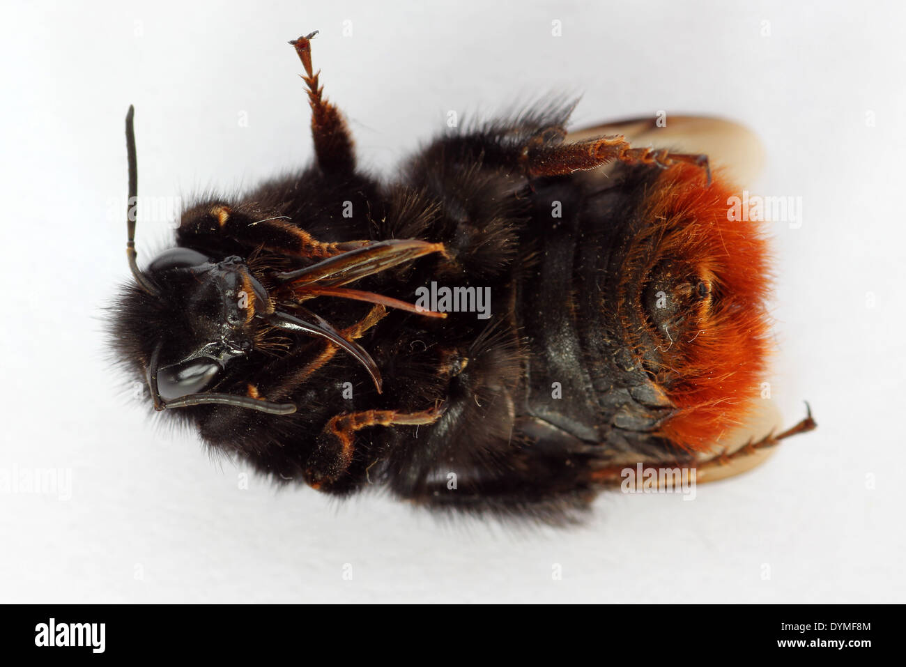 Bee abdomen hi-res stock photography and images - Alamy