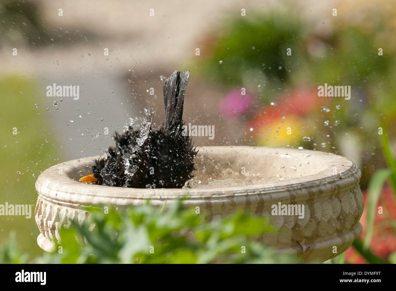 Sequence of a blackbird bathing, splashing and taking a bath in a stone ...