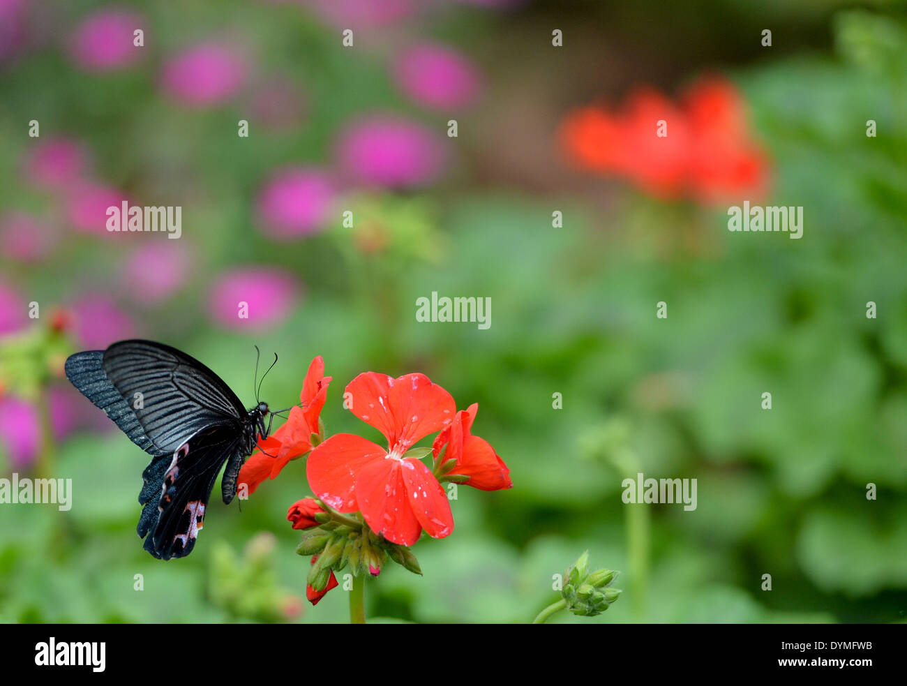 Raising Butterflies High Resolution Stock Photography and Images - Alamy
