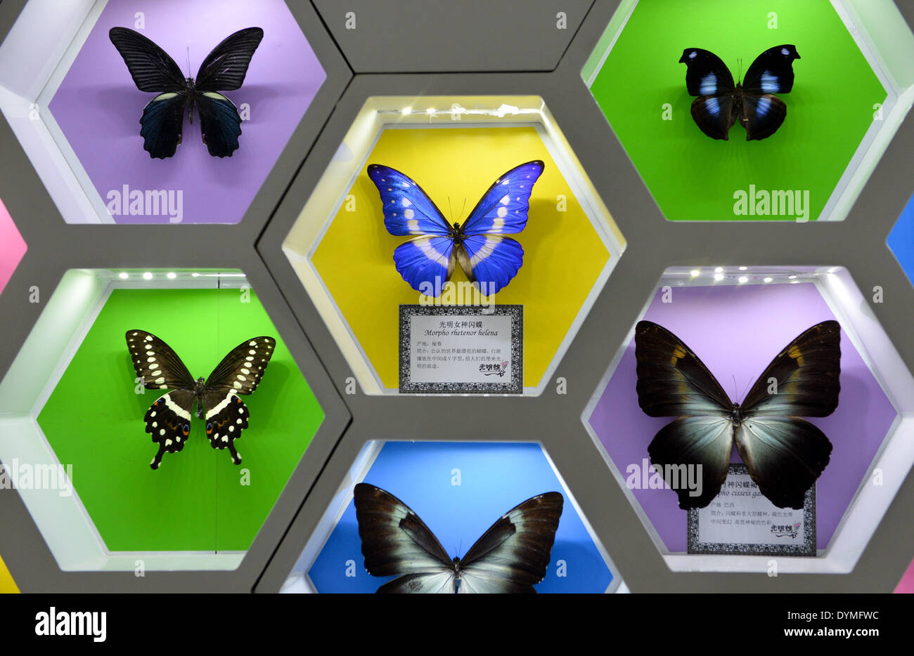 Changsha, China's Hunan Province. 22nd Apr, 2014. Butterfly specimens ...