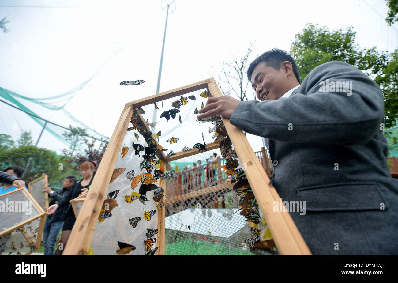 5 butterflies hi-res stock photography and images - Alamy