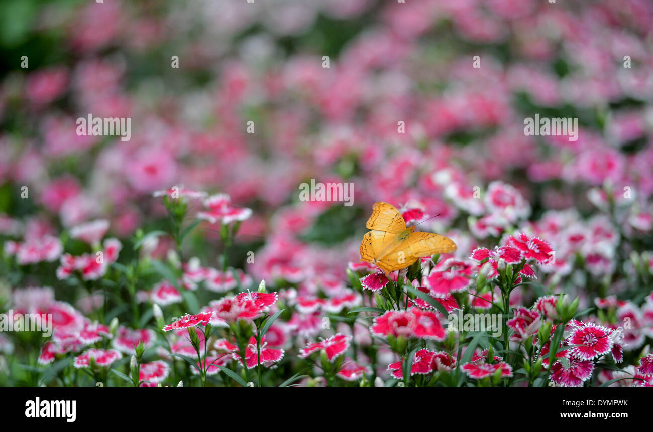 Changsha, China's Hunan Province. 22nd Apr, 2014. A butterfly rests on ...