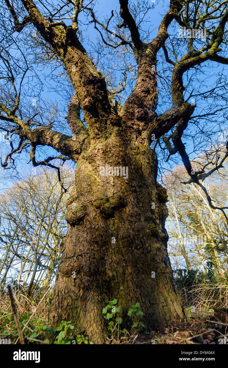 Peartrees High Resolution Stock Photography and Images - Alamy