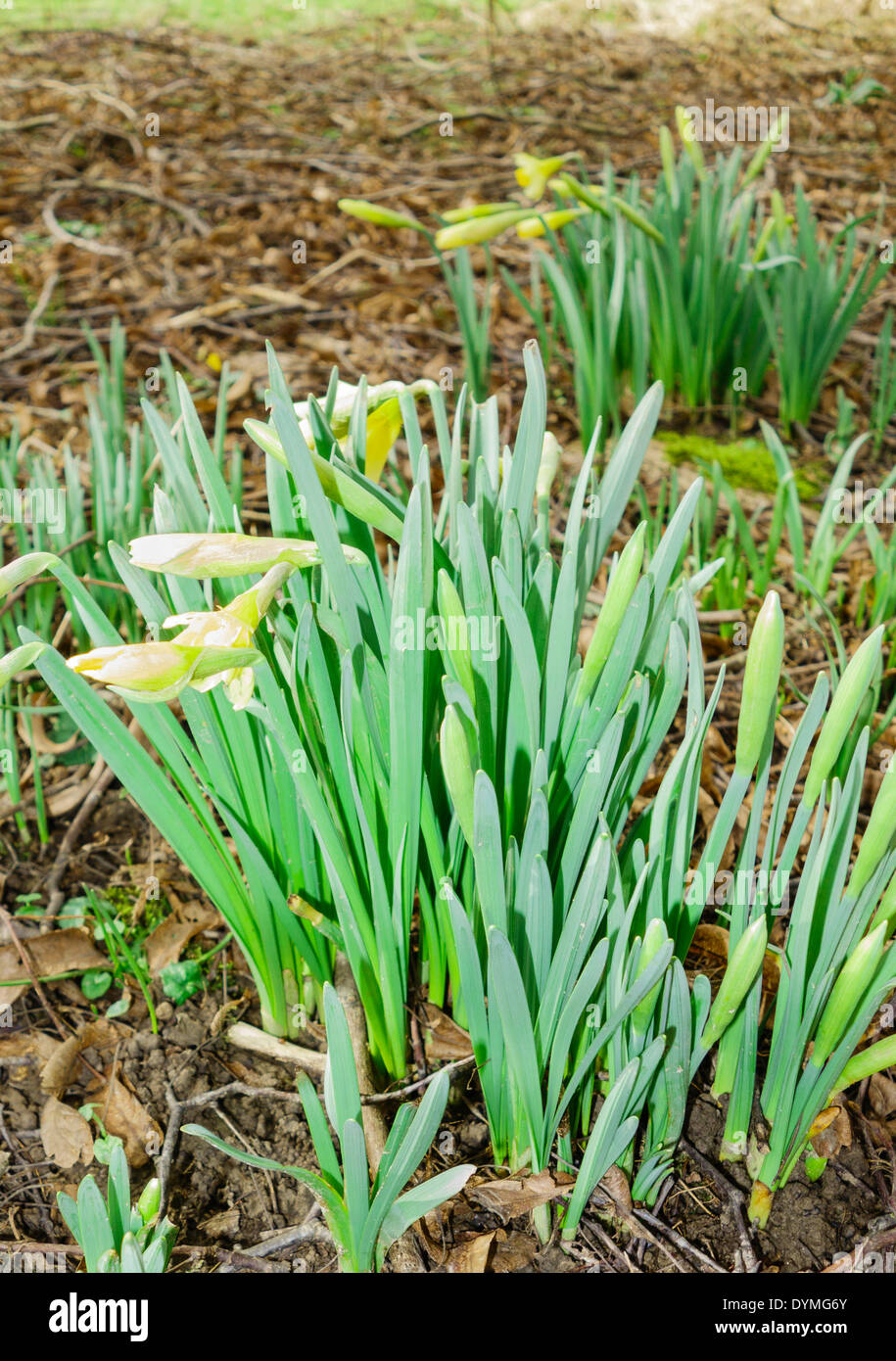 Wild daffodil (Narcissus pseudonarcissus) also known as Lent Lily ...