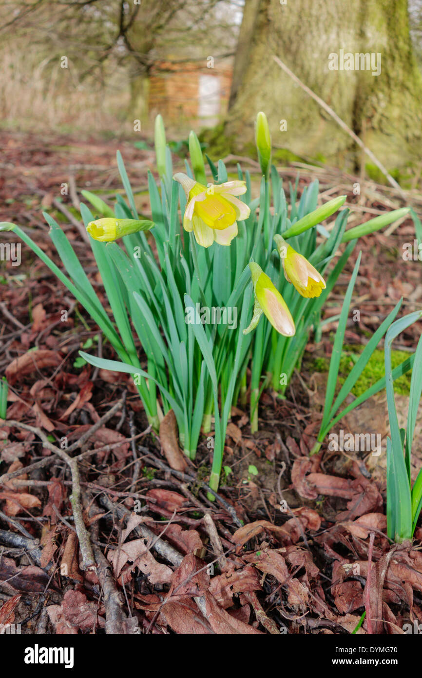 Wild daffodil (Narcissus pseudonarcissus) also known as Lent Lily ...