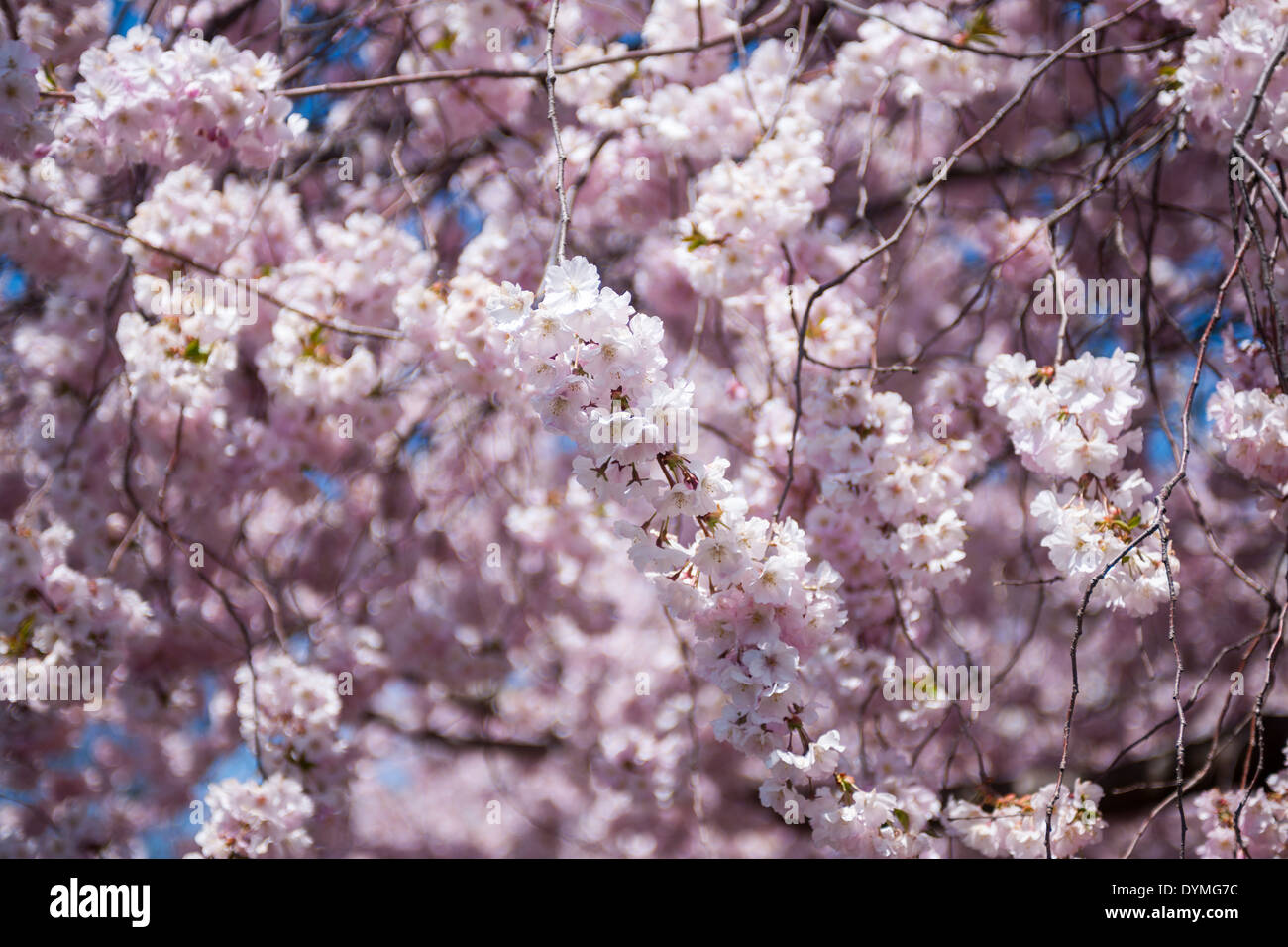 The cherry blossoms are in bloom at Branch Brook Park in Newark, New ...