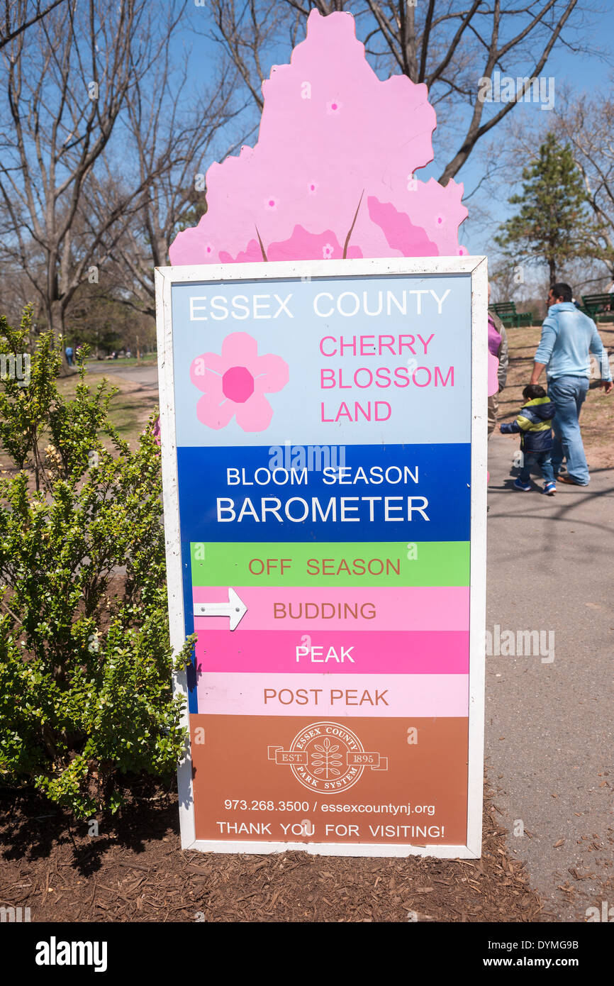 The cherry blossoms are in bloom at Branch Brook Park in Newark, New ...
