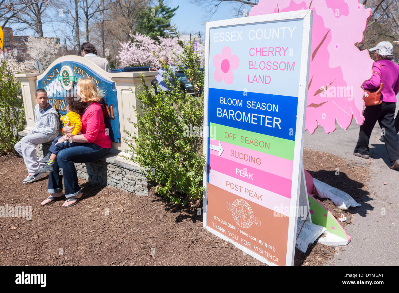 The cherry blossoms are in bloom at Branch Brook Park in Newark, New ...