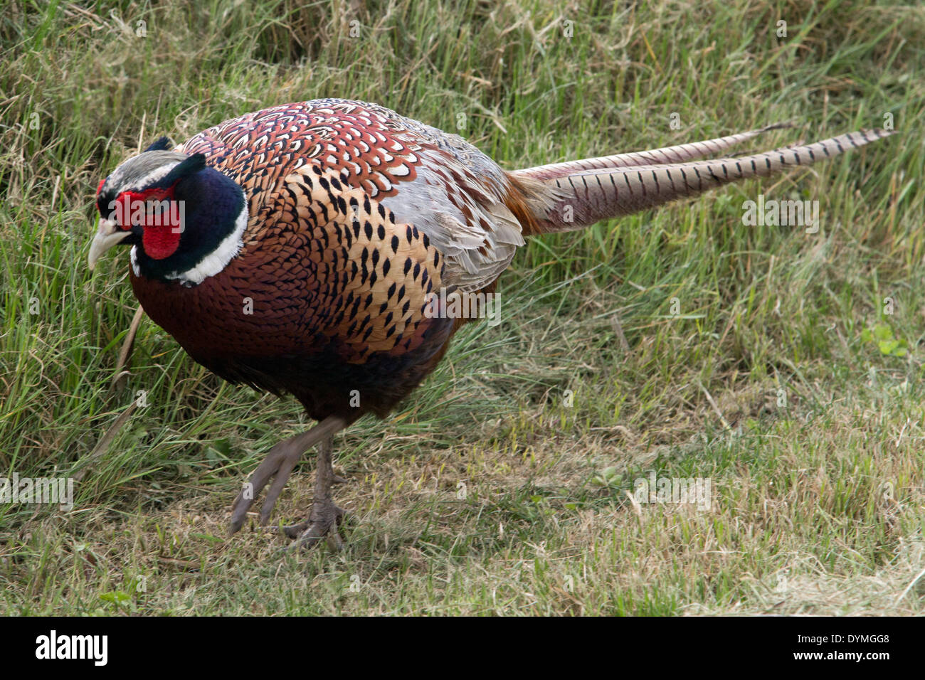 Male pheasant marching in full colour Stock Photo - Alamy