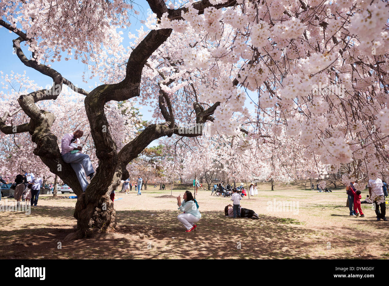 The cherry blossoms are in bloom at Branch Brook Park in Newark, New ...