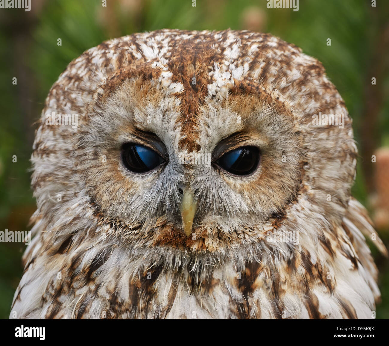 Tawny owl eyes head hi-res stock photography and images - Alamy