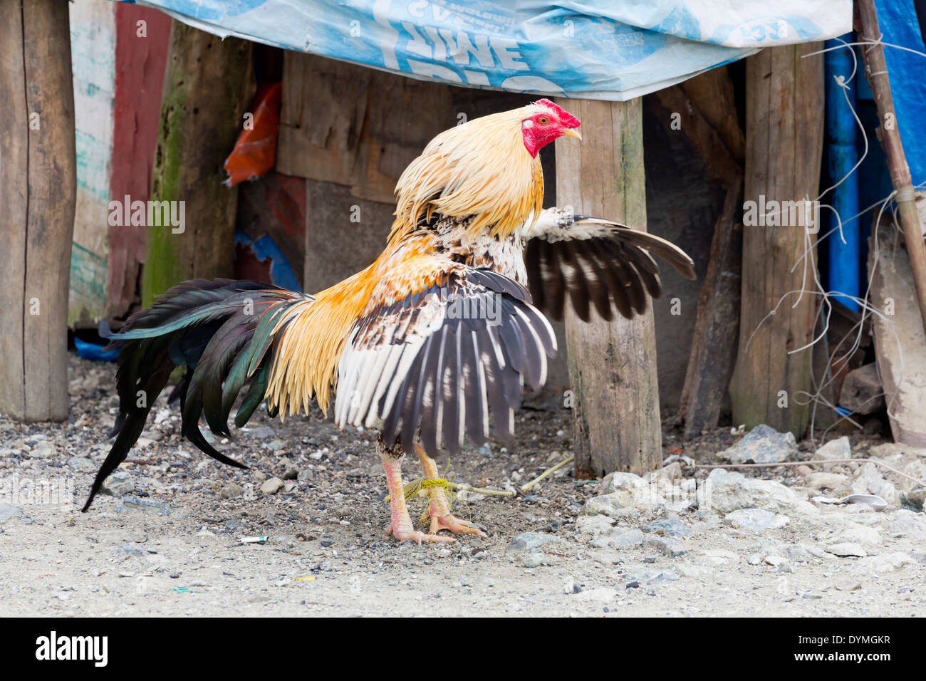 Chicken in Puerto Princesa, Palawan, Philippines Stock Photo - Alamy