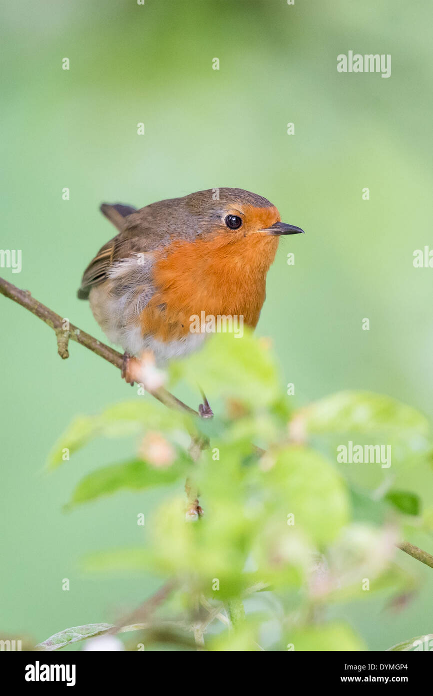Robin in crab apple tree hi-res stock photography and images - Alamy