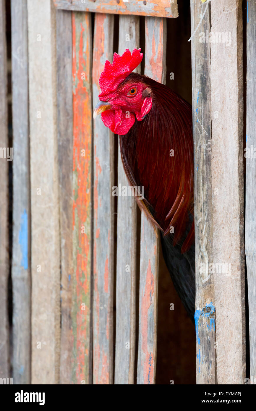 Chicken in Puerto Princesa, Palawan, Philippines Stock Photo - Alamy