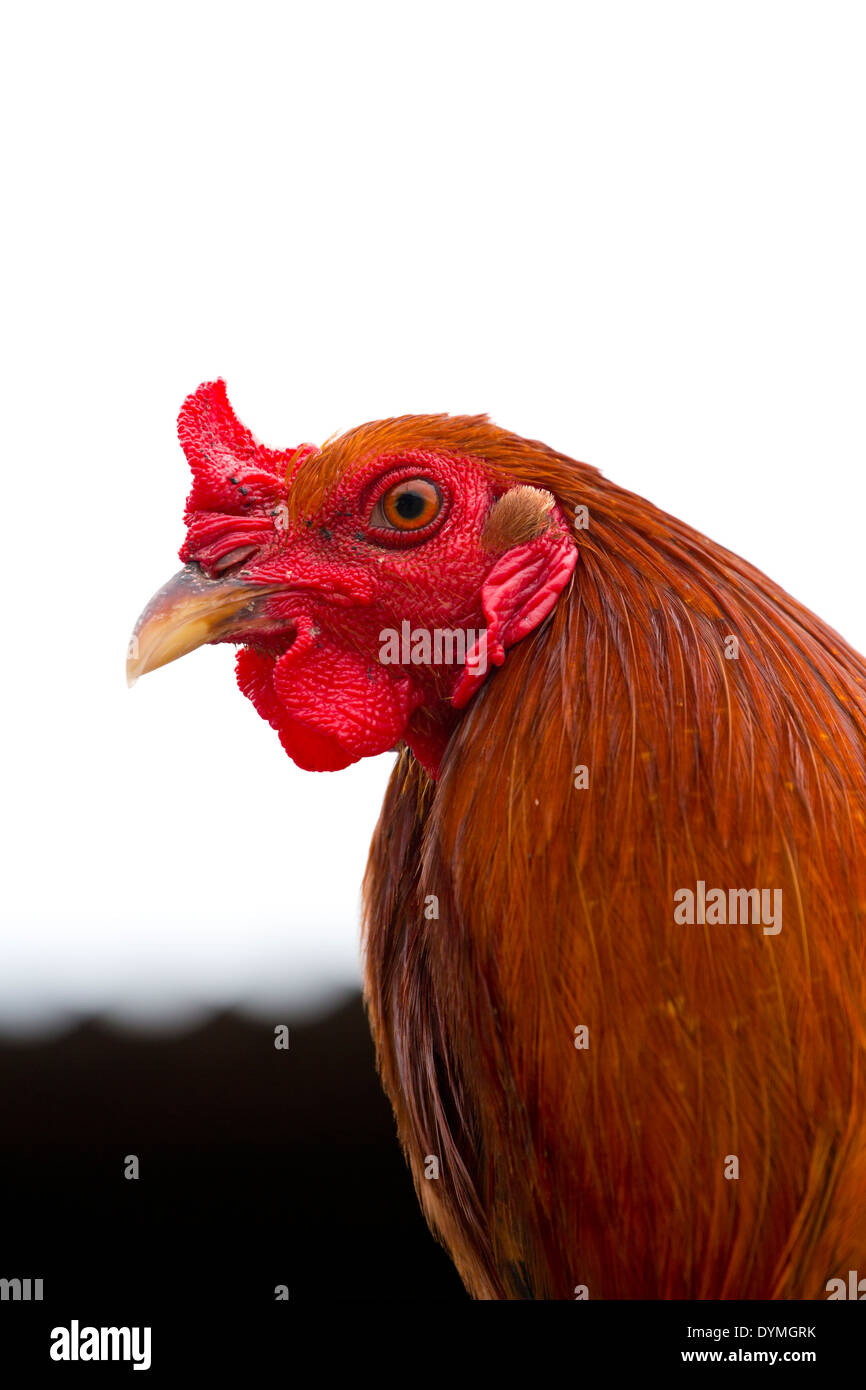 Chicken in Puerto Princesa, Palawan, Philippines Stock Photo - Alamy