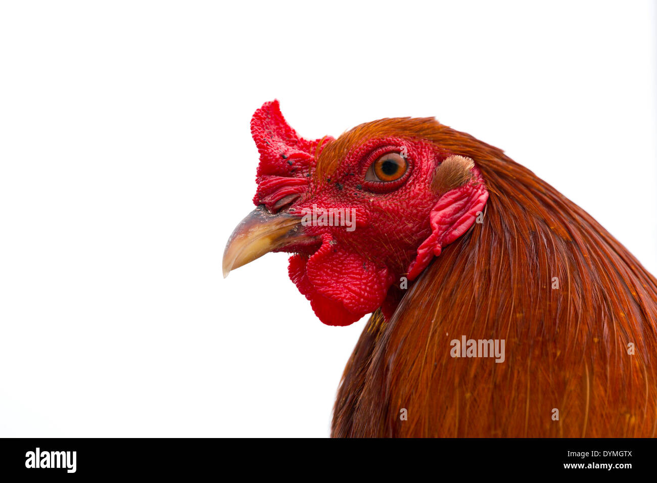Chicken in Puerto Princesa, Palawan, Philippines Stock Photo - Alamy