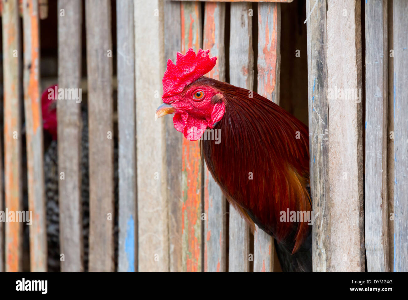 Chicken in Puerto Princesa, Palawan, Philippines Stock Photo - Alamy