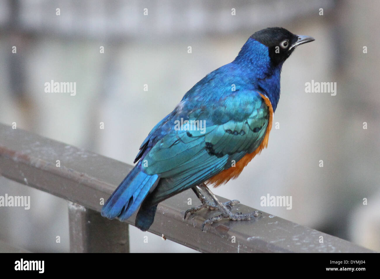 Photographs of birds taken at Bird Kingdom, on The Canadian Side of ...